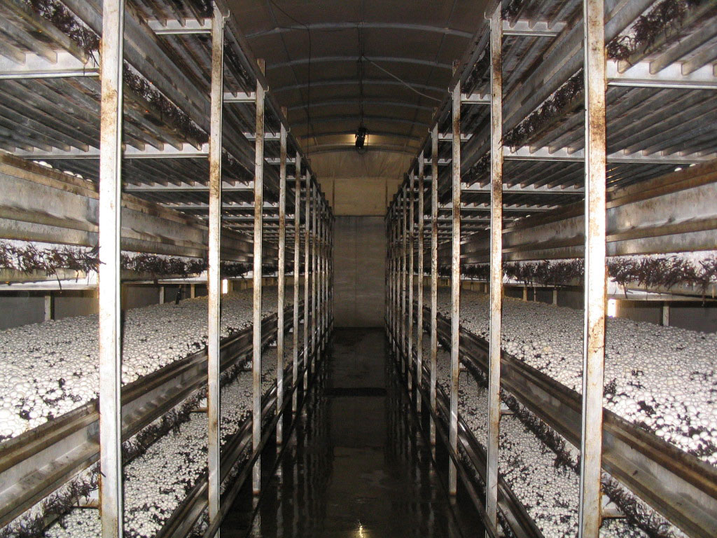חוות לגידול פטריות Mushroom Farms | Mushroom Moshe